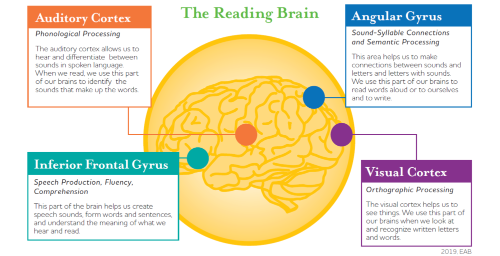 The Reading Brain | Love Literacy